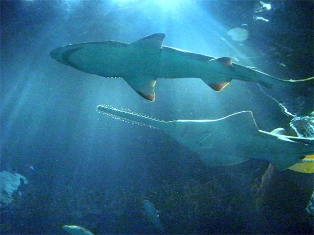 Orlando Event: International Sawfish Day: Expert Talk Sessions